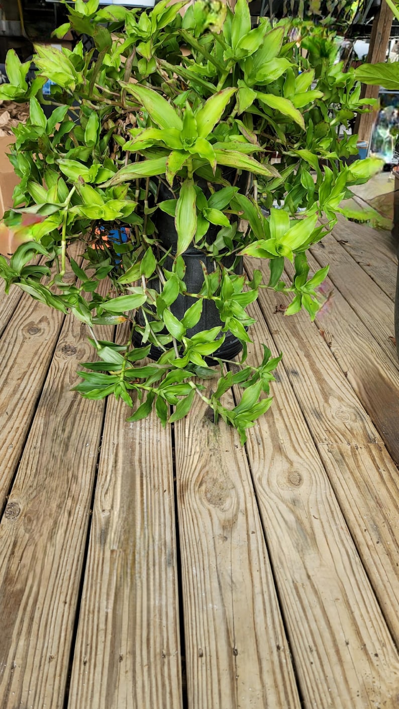 Basket Plant -callisia Fragrans- Octopus Chain Plant Tradescantia ...