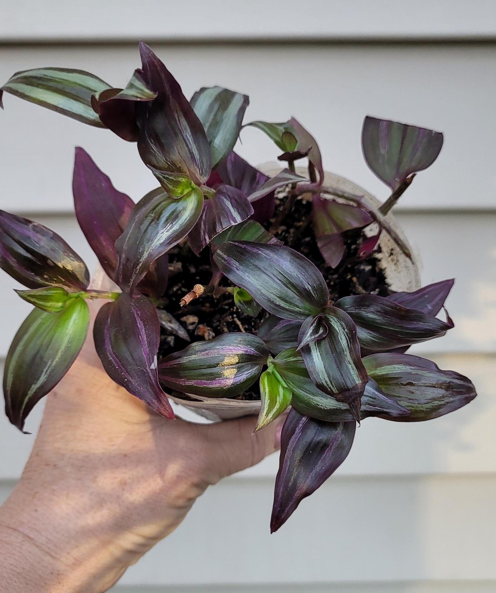 Variegated Purple Wandering Jew Plant - 4 Inch -tradescantia Zebrina ...