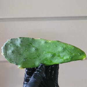 Prickly Pear Cactus Pad Pink Bloom- Cochineal - Live Nopal Cutting Sale ...