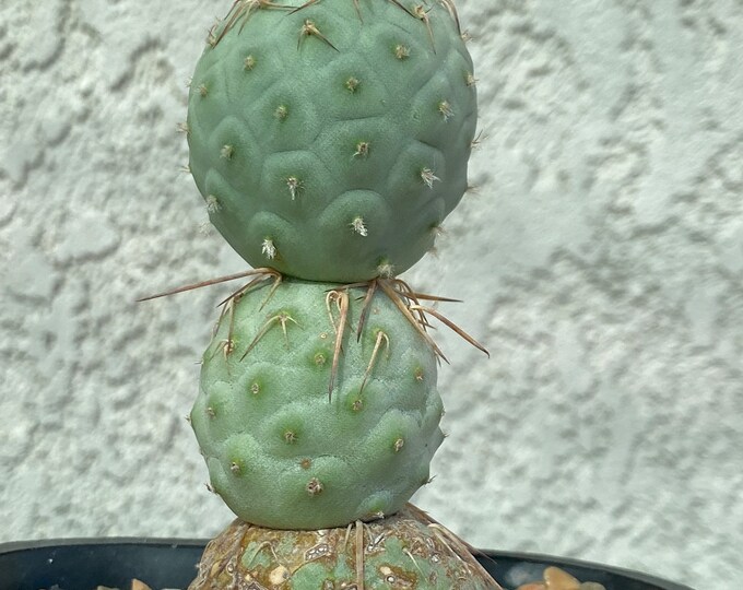 Tephrocactus Geometricus - Etsy