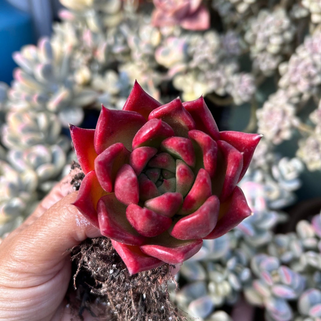 Echeveria Agavoides Purple - Etsy