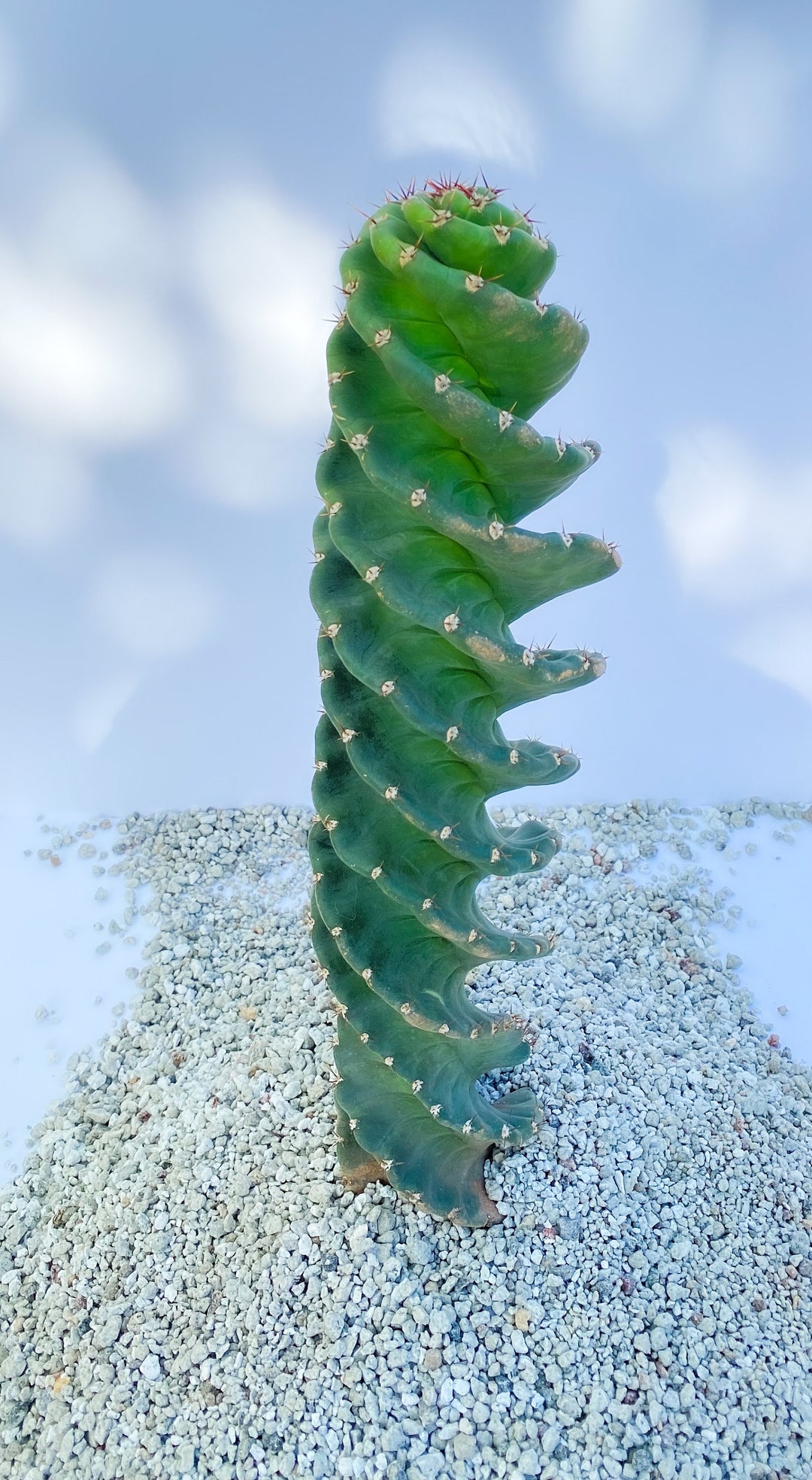 Cereus Forbesii Spiralis - Etsy