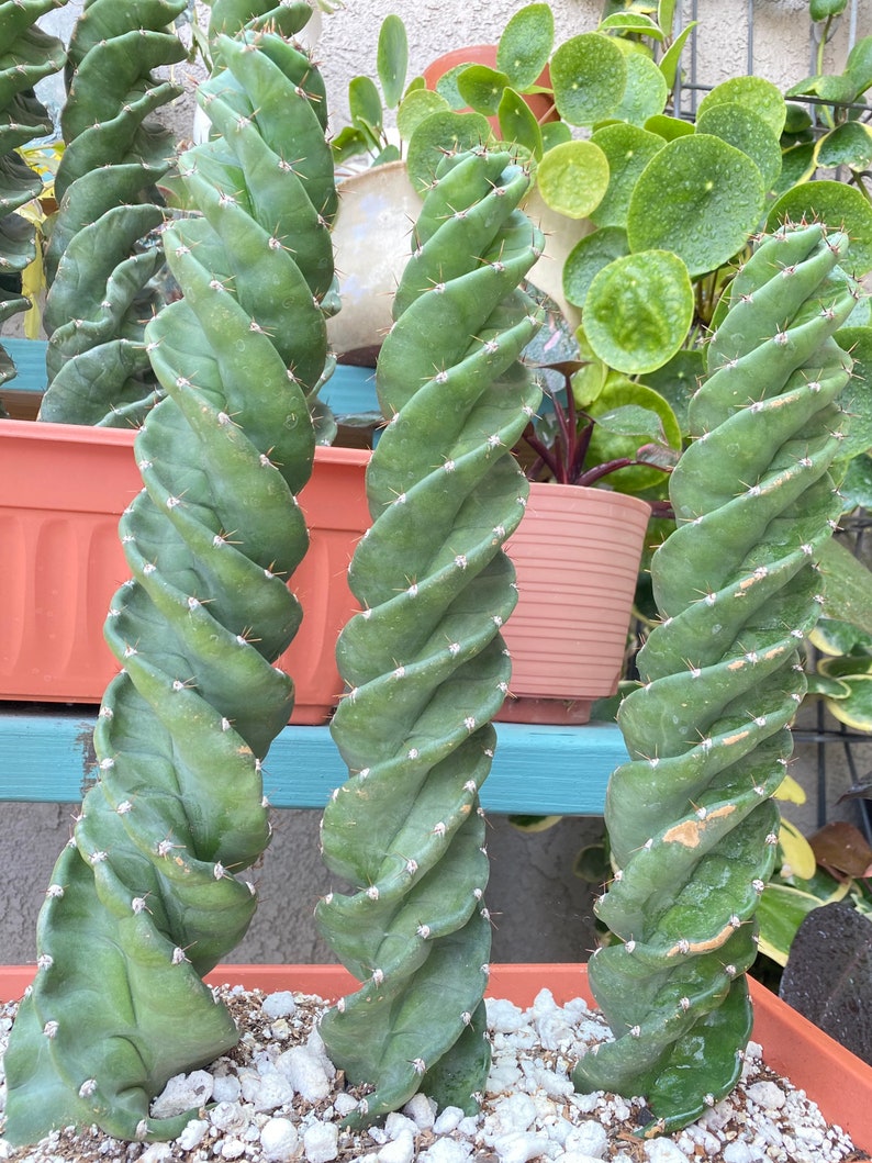 Cereus Forbesii Spiralis - Etsy