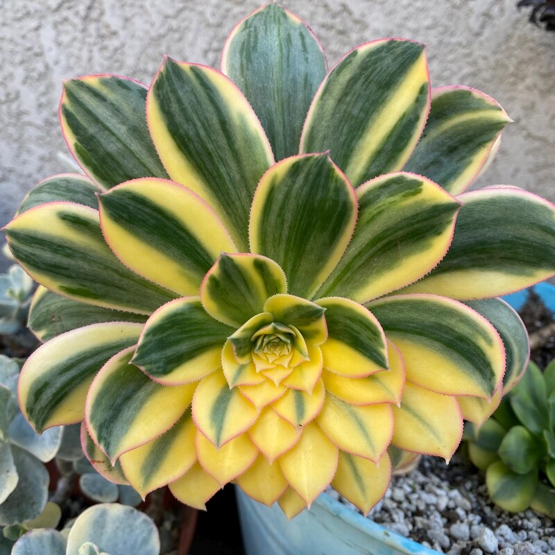 Aeonium - Etsy