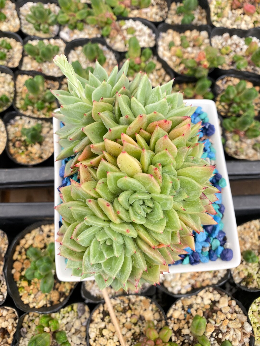Echeveria Gilva Crested - Etsy