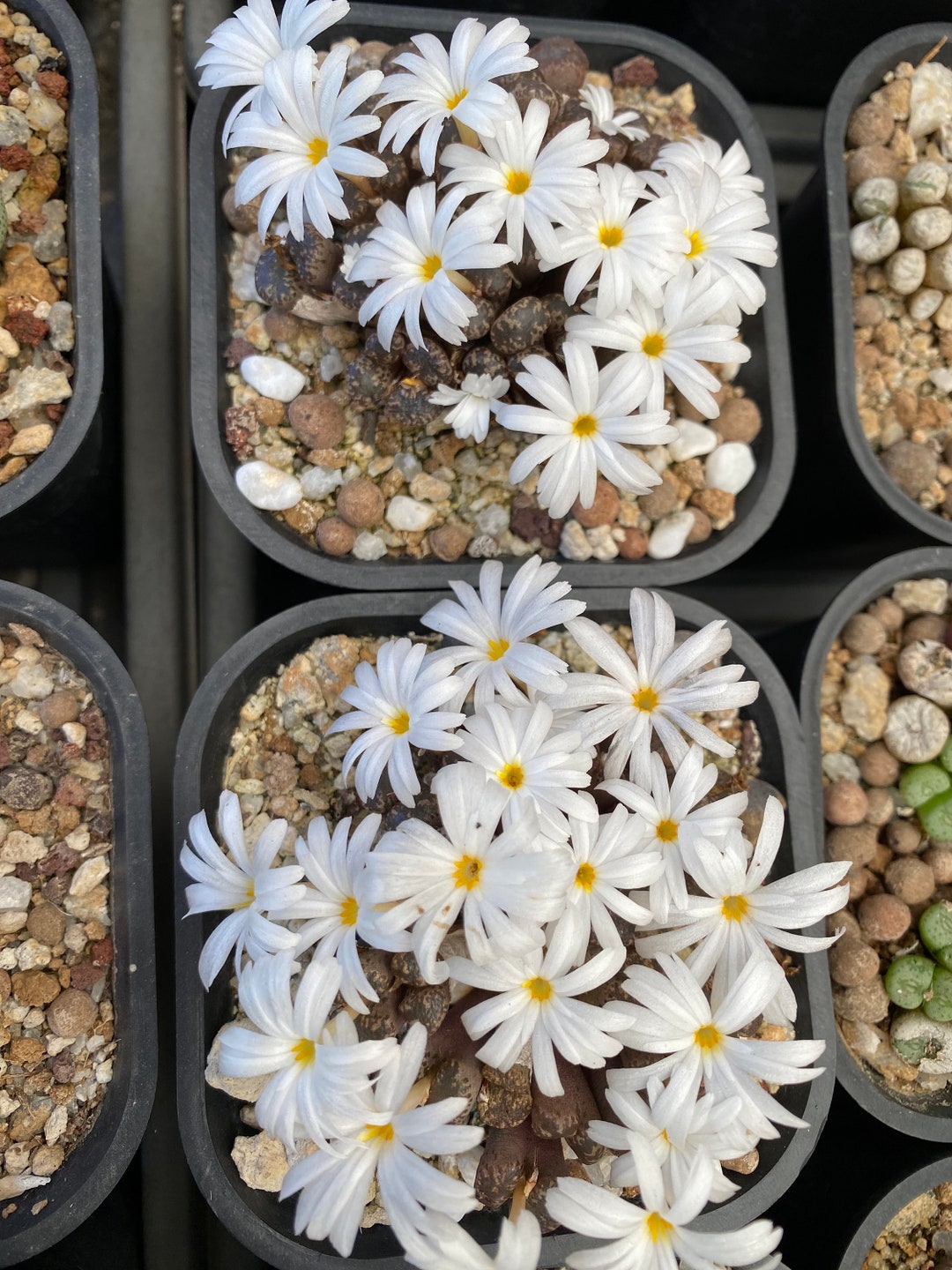 Conophytum Pellucidum Terricolor. - Etsy