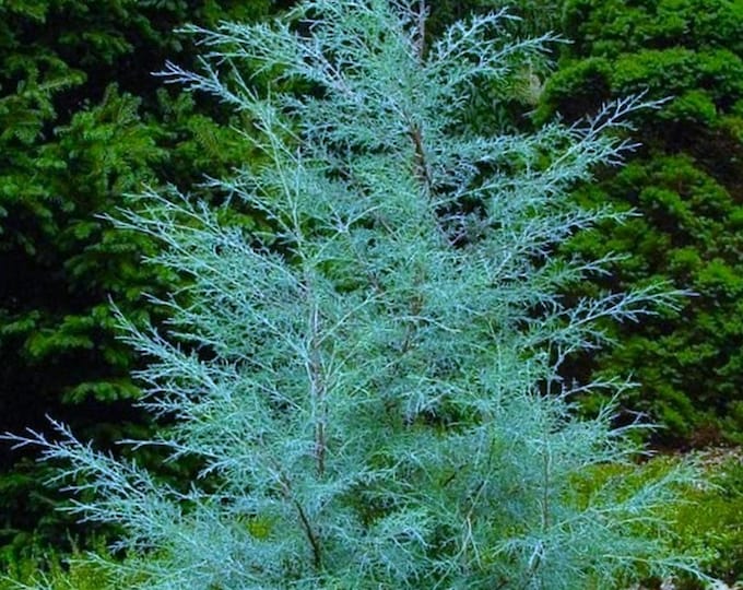 Blue Ice Arizona Cypress Tree (2-3 Feet Tall, Bare Root) Live Tree ...