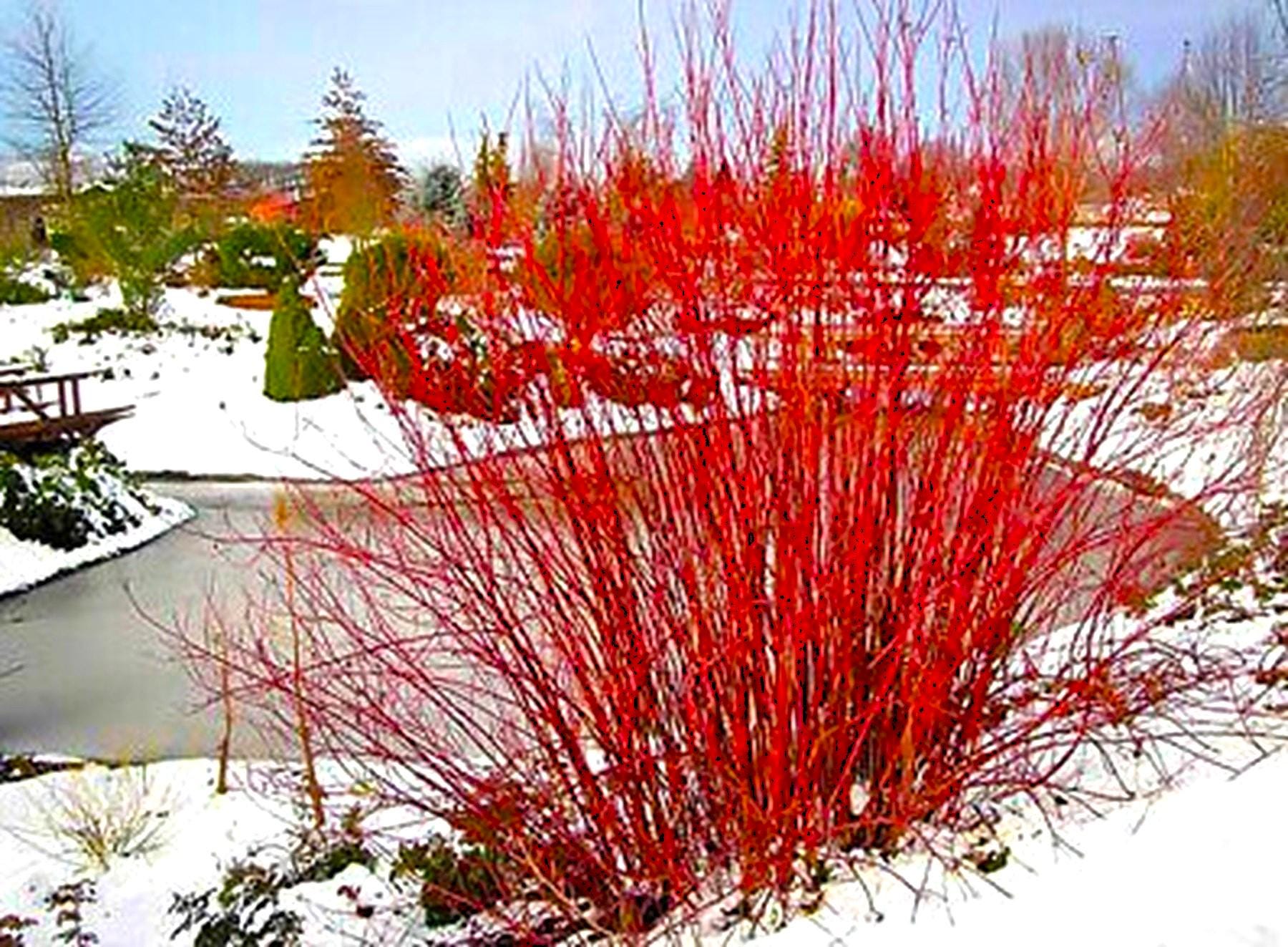Red Osier Dogwood Live Shrub (cornus Sericea) 2-3 Feet Tall (bare Root ...