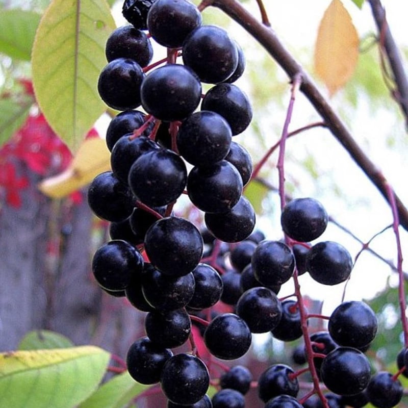 Dwarf Cherry Bare Root - Etsy