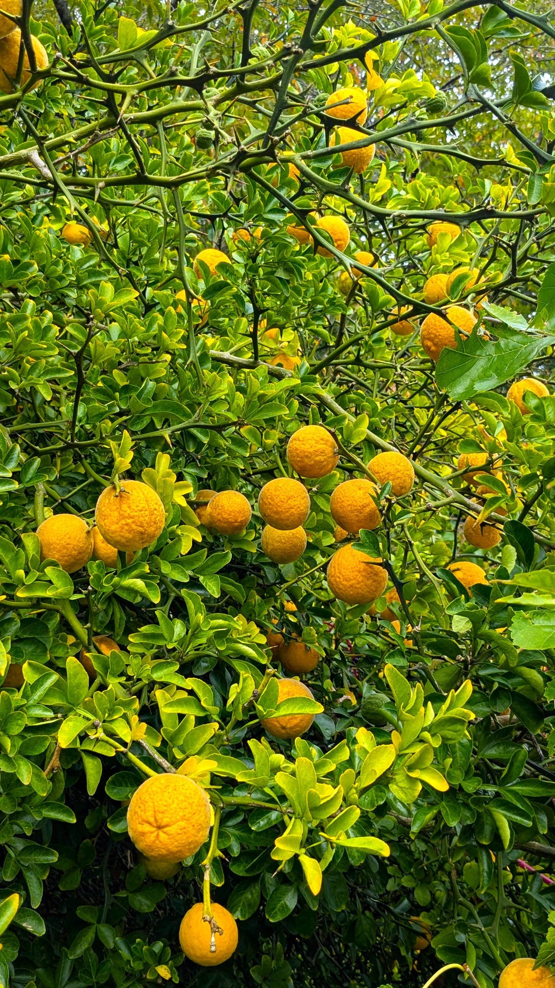 Hardy Orange Tree Seeds (citrus Trifoliata) Living Fence - Etsy