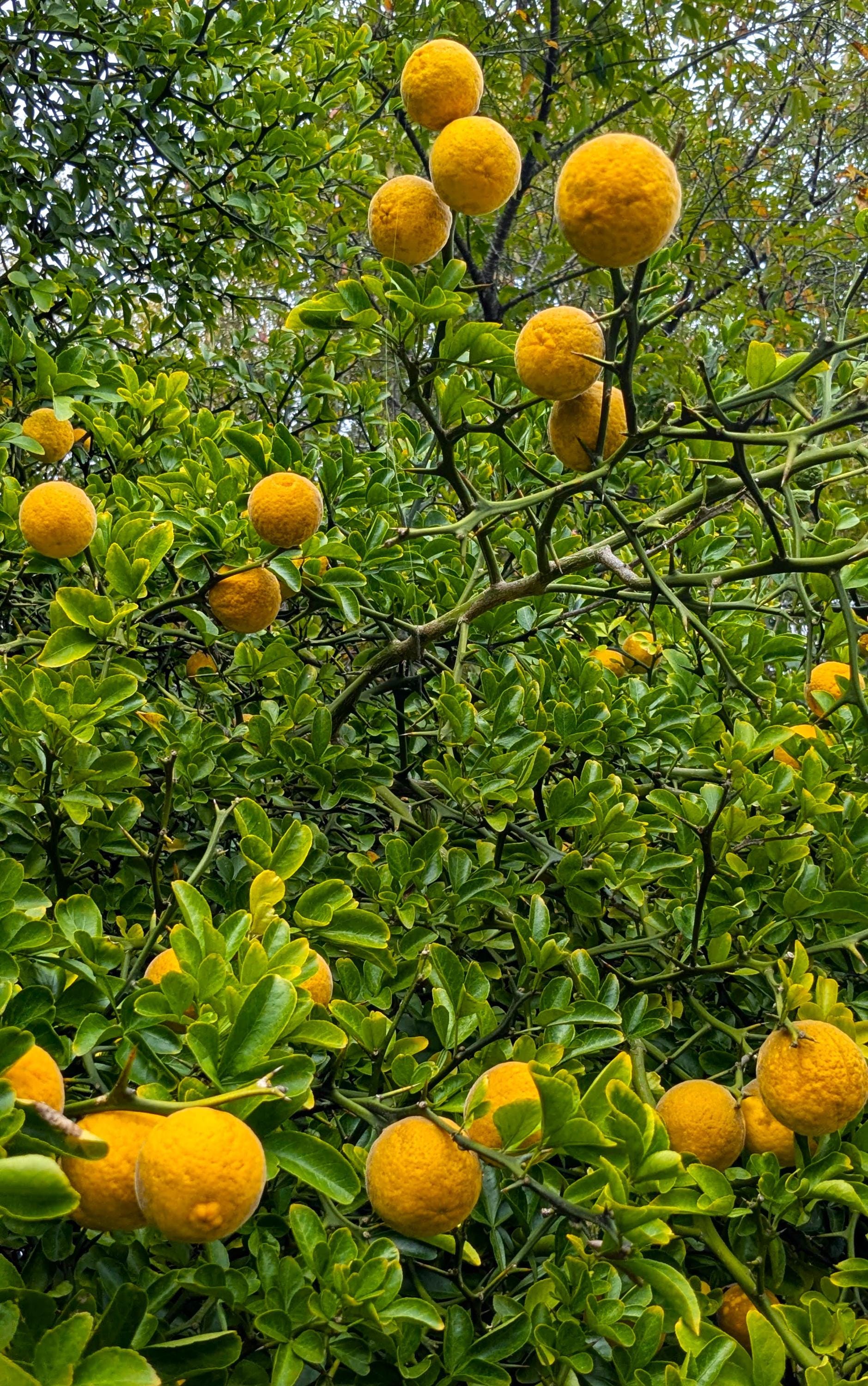 5 (five) Hardy Orange Live Trees Seedlings (3-7 Inches Tall, Bare Root ...