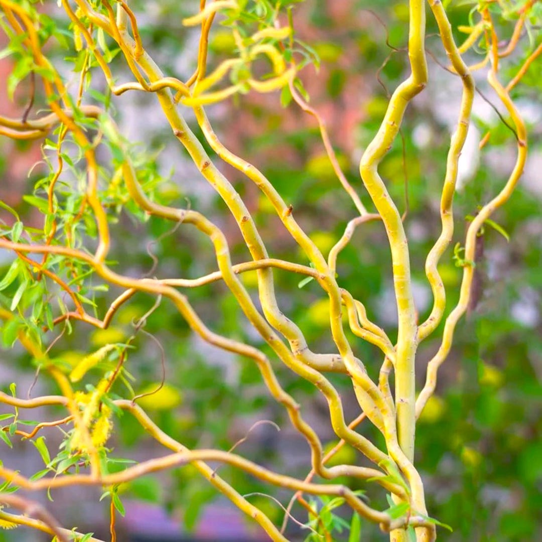 Corkscrew Willow dragon's Claw Willow 3-4 Feet Tall, Bare Root Live ...