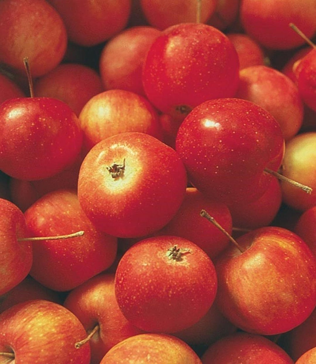 Deer Apple Trees 2-3 Feet Tall, Live Tree, Bare Root (sweet Crabapple ...