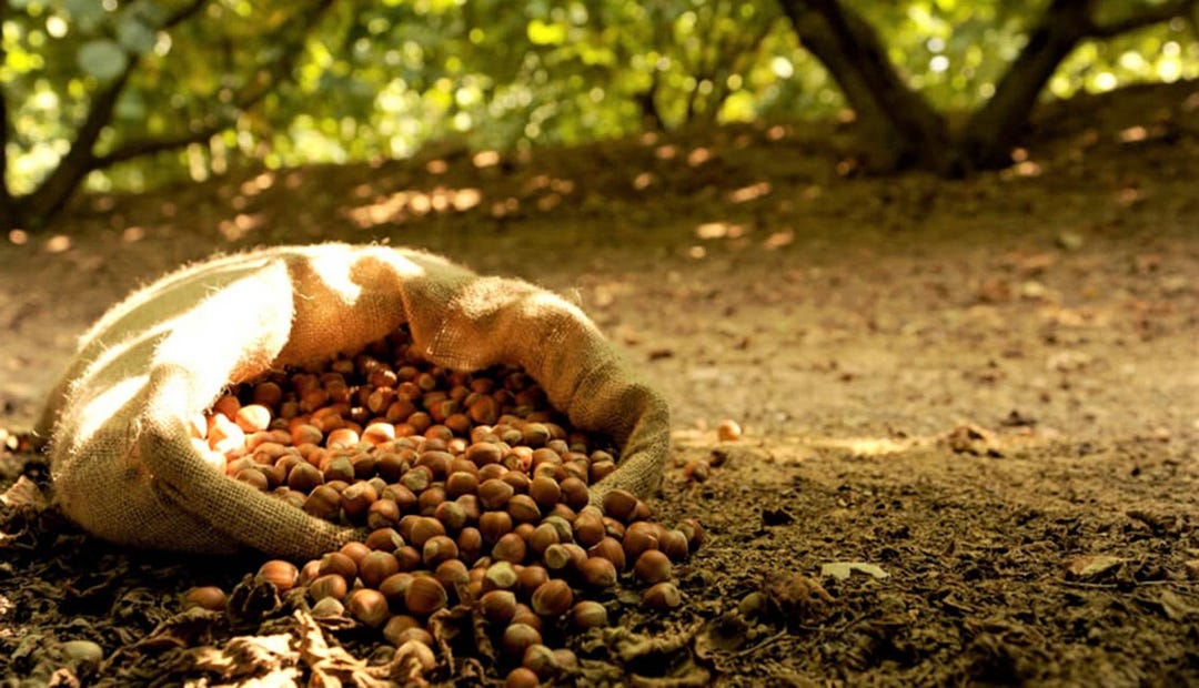 12 Seeds American Hazelnut Tree (corylus Americana) American Filbert ...