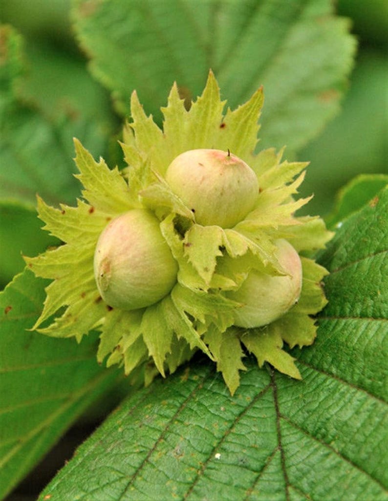 12 Seeds American Hazelnut Tree (corylus Americana) American Filbert ...