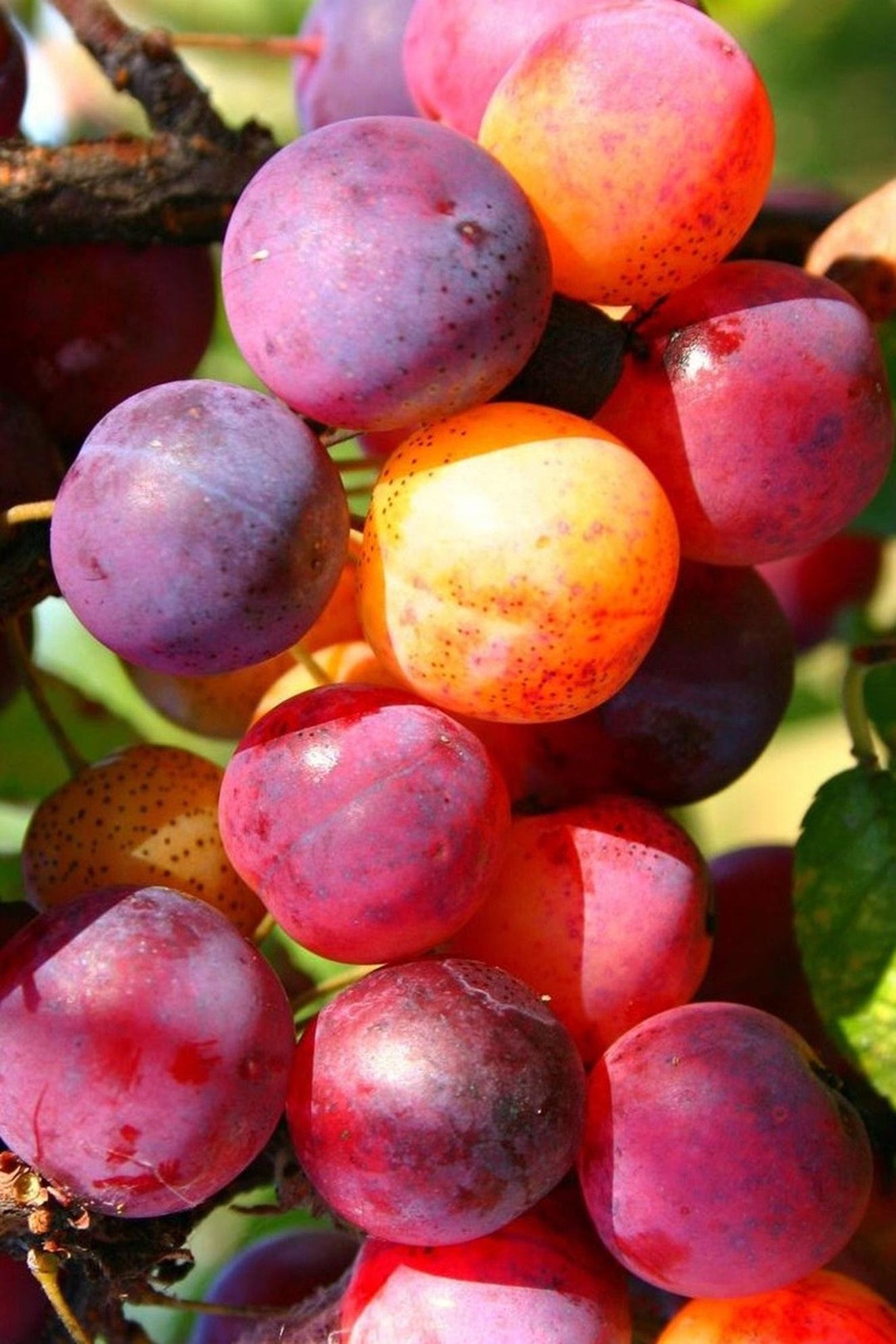 American Plum Tree (2-3 Feet Tall Bare Root) Live Tree Fast Growth ...