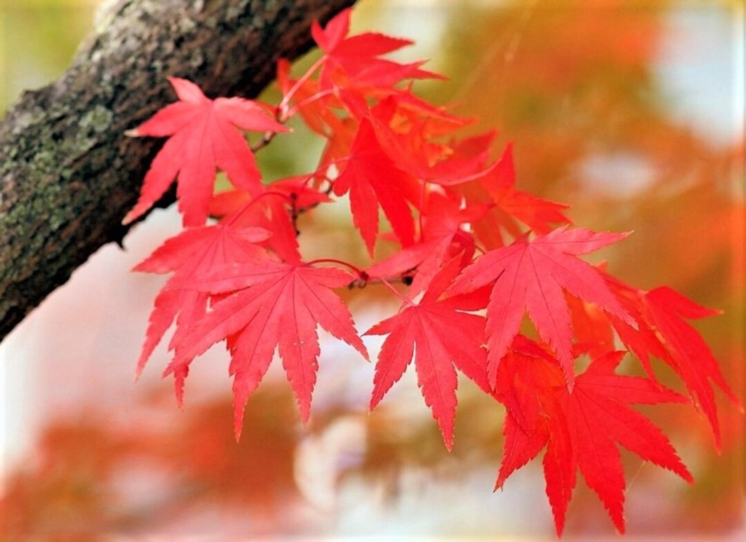 12 Seeds Bloodgood Japanese Maple (acer Palmatum Bloodgood) Landscaper ...