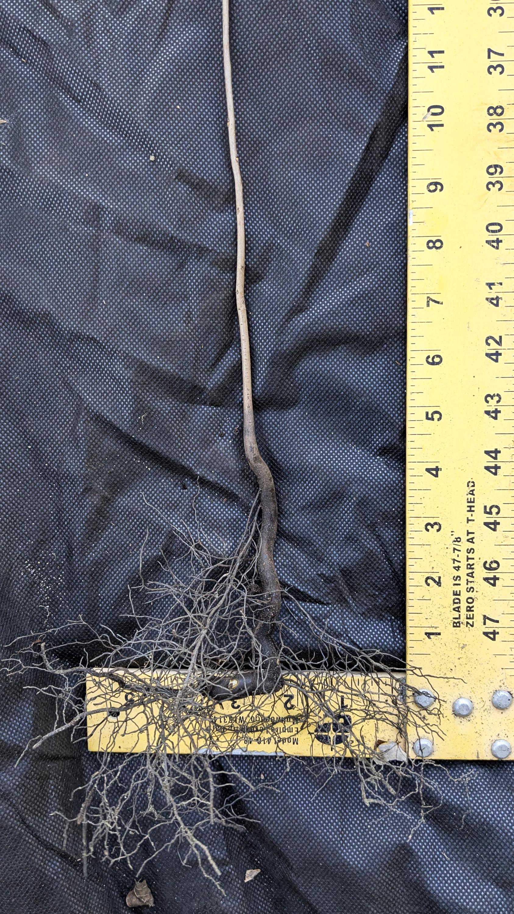 Cold Hardy Persimmon Live Tree (1-2 Feet Tall, Bare Root) Grow "liquid ...