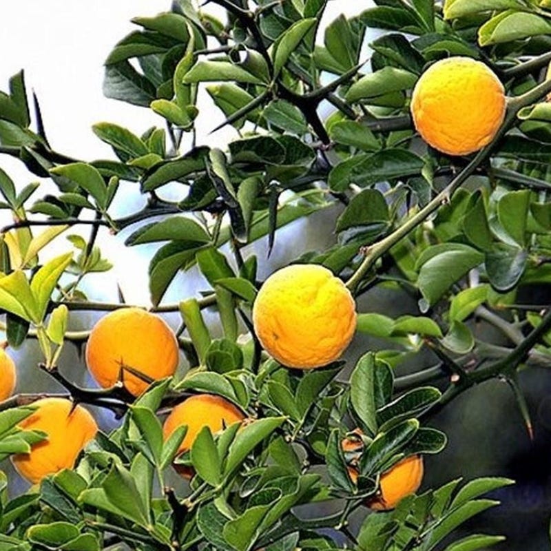 Dwarf Meyer Lemon Tree - Etsy