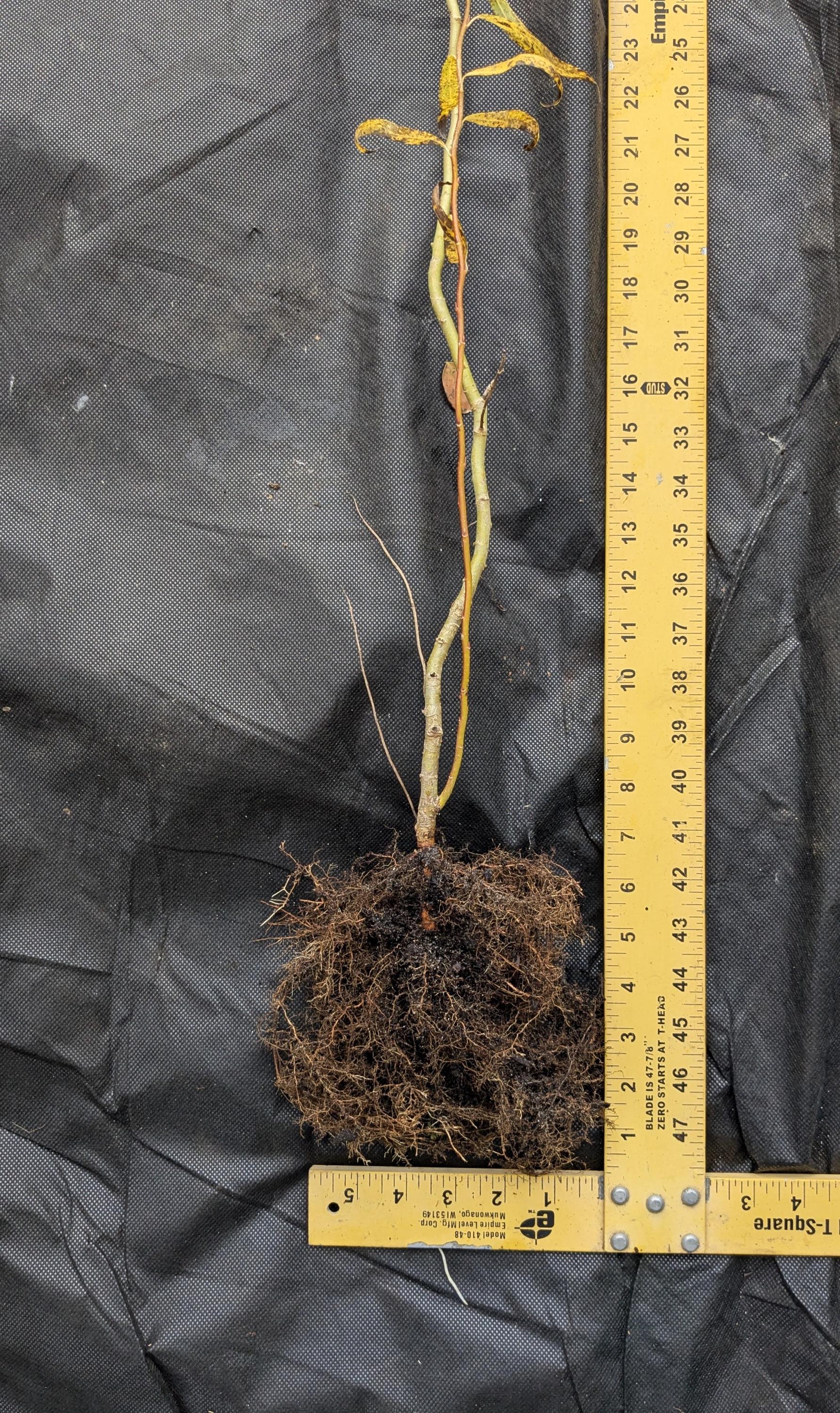 Corkscrew Willow Live Tree, Dragon's Claw, Contorted Willow - Etsy