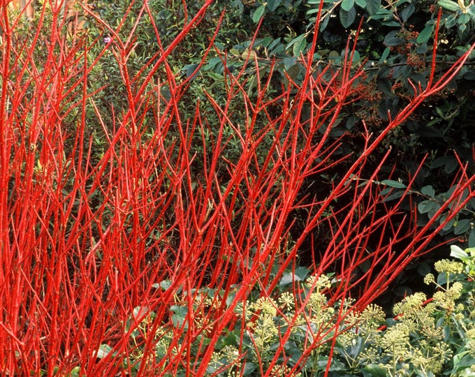 Red Osier Dogwood Live Shrub (cornus Sericea) 2-3 Feet Tall (bare Root ...