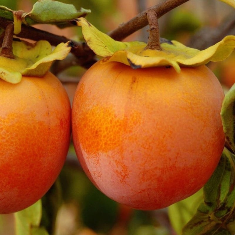 American Persimmon Tree - Etsy