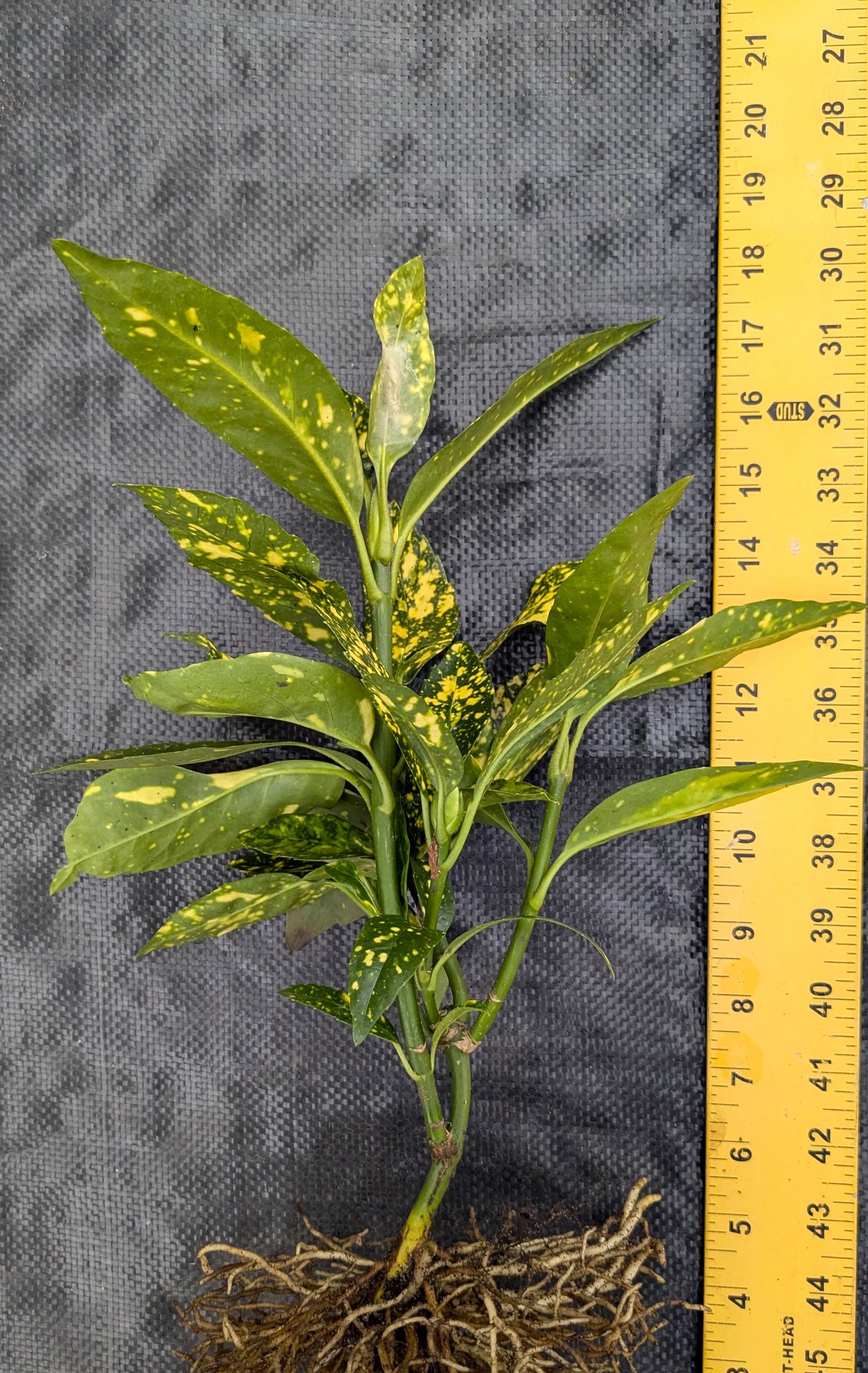 Evergreen Aucuba Japonica Gold Dust Live Bush (16-22 Inch Total Tall ...