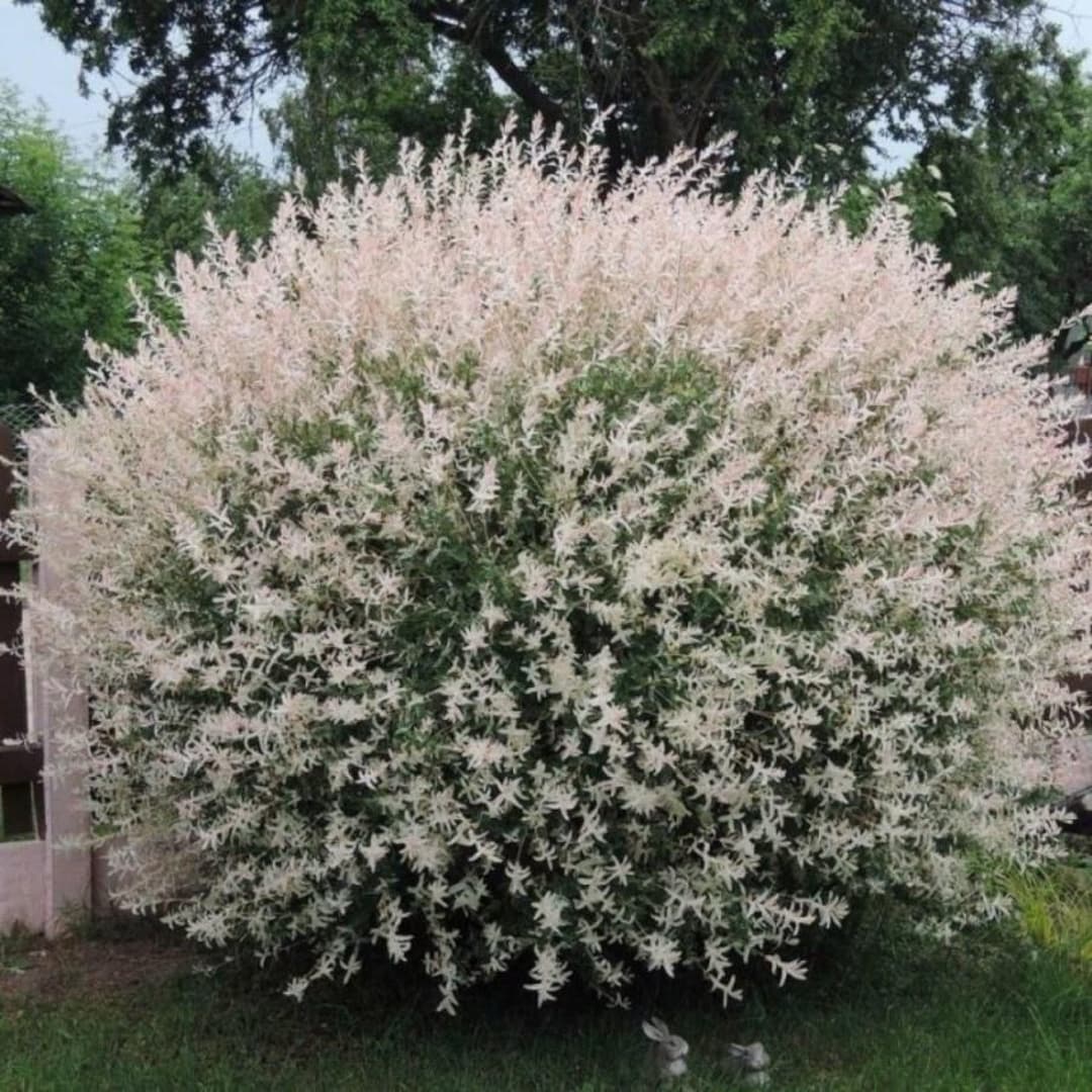 6 (six) Fresh Cuttings Dappled Willow Tree (hakuro Nishiki) Easy to ...