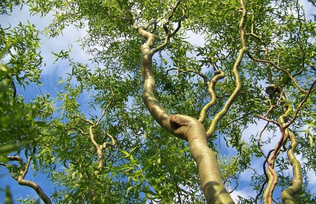 Corkscrew Willow Live Tree, Dragon's Claw, Contorted Willow - Etsy
