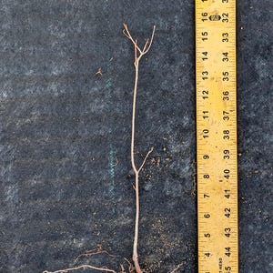 Black Oak Tree (quercus Nigra) Live Tree 1-3 Feet Tall, Bare Root, Fast ...