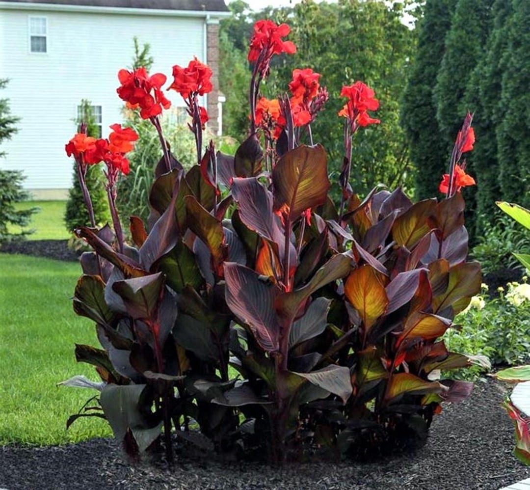 12 Seeds Giant Canna Lily Musifolia Fresh (dark Leaves and Red Flowers ...