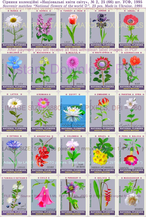National Flowers Of Countries With Pictures