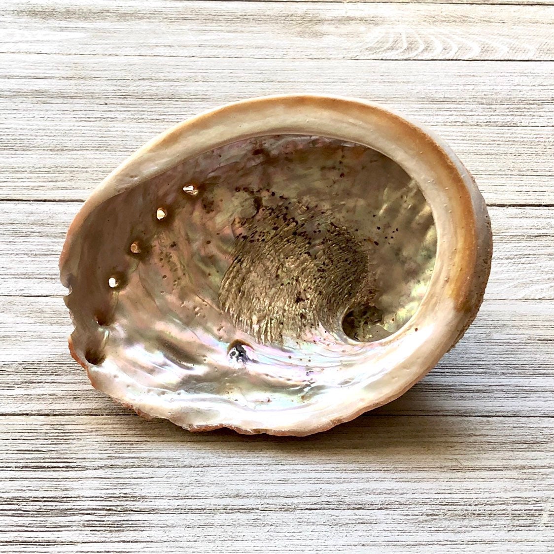 Smudge Essentials Includes: Abalone Shell and White Sage | Etsy