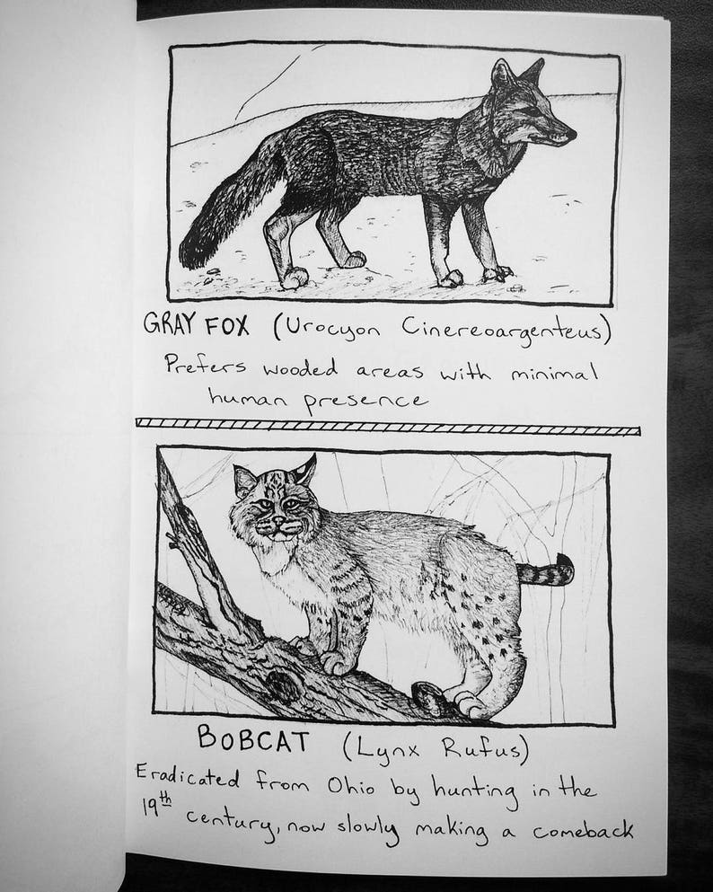 Mini Field Guide to Life in Ohio Zine - Etsy