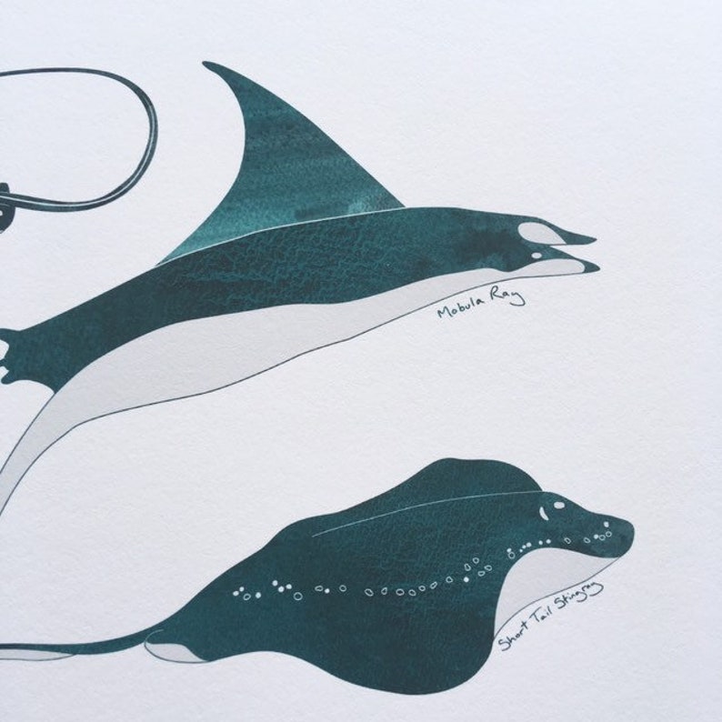 Giclee art print of ray species marine themed wall art | Etsy