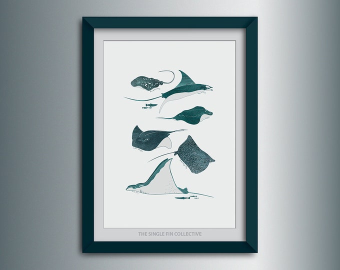 Giclee Art Print of Ray Species, Marine Themed Wall Art, Picture of ...