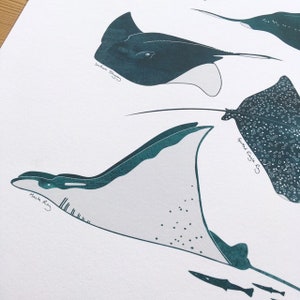 Giclee Art Print of Ray Species, Marine Themed Wall Art, Picture of ...