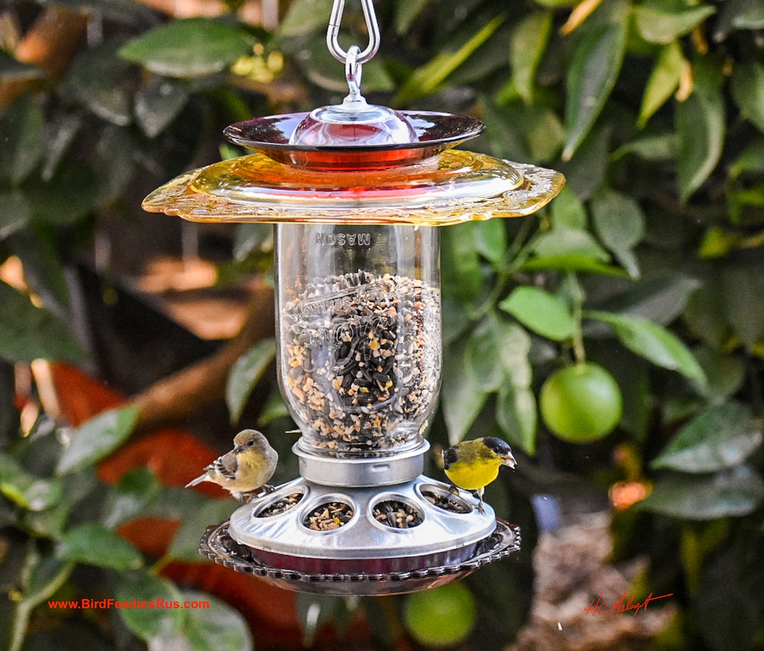 Hanging Bird Feeder That is Tough and Built to Last - Etsy