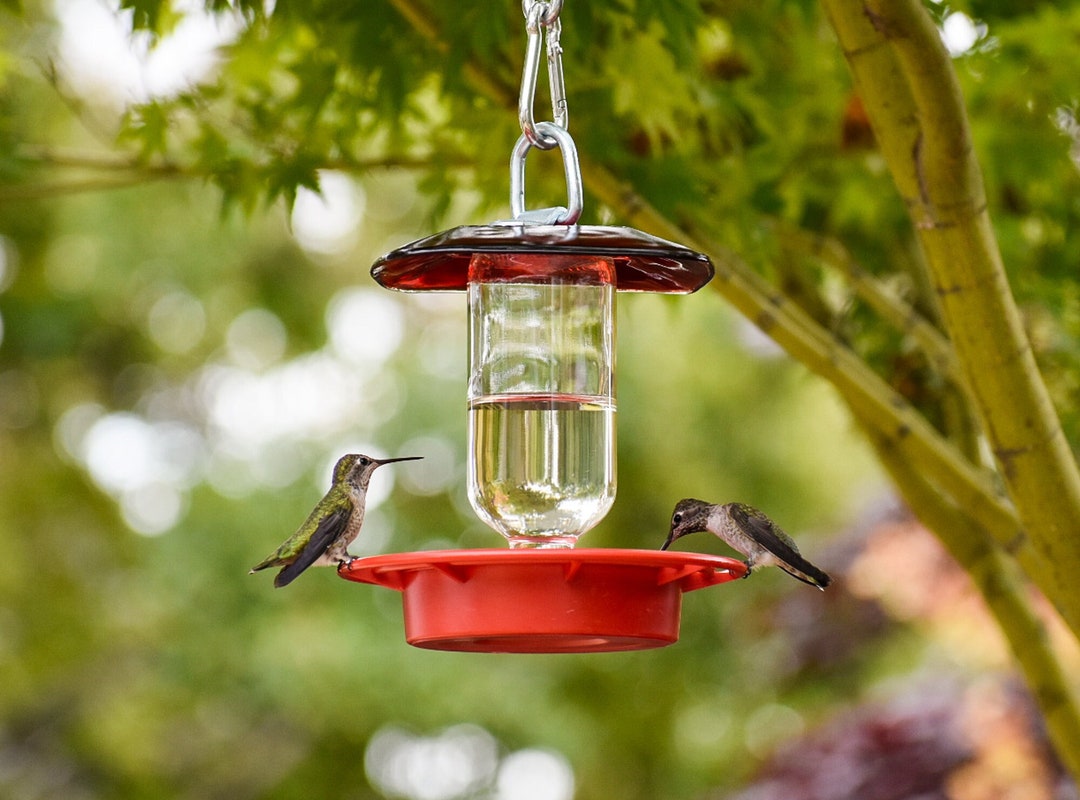 Hummingbird Feeder Bee Proof With 8 Oz Clear Bottle With Red Glass ...