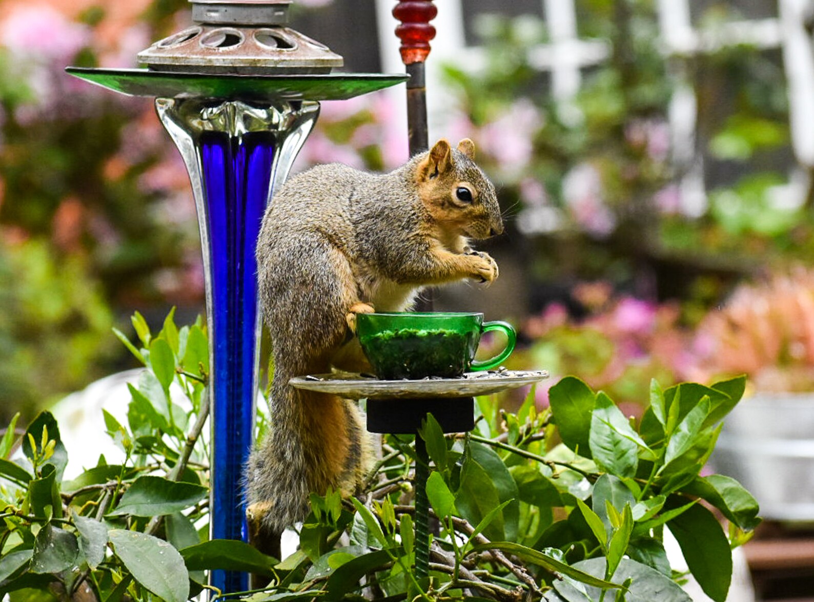 Teacup and Saucer Bird Feeder Handmade Gift for Her Anchor | Etsy