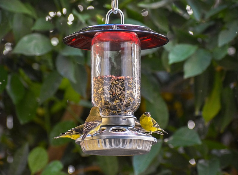 Outdoor Bird Feeder Feeder for Finches That is a 32 Oz Mason - Etsy