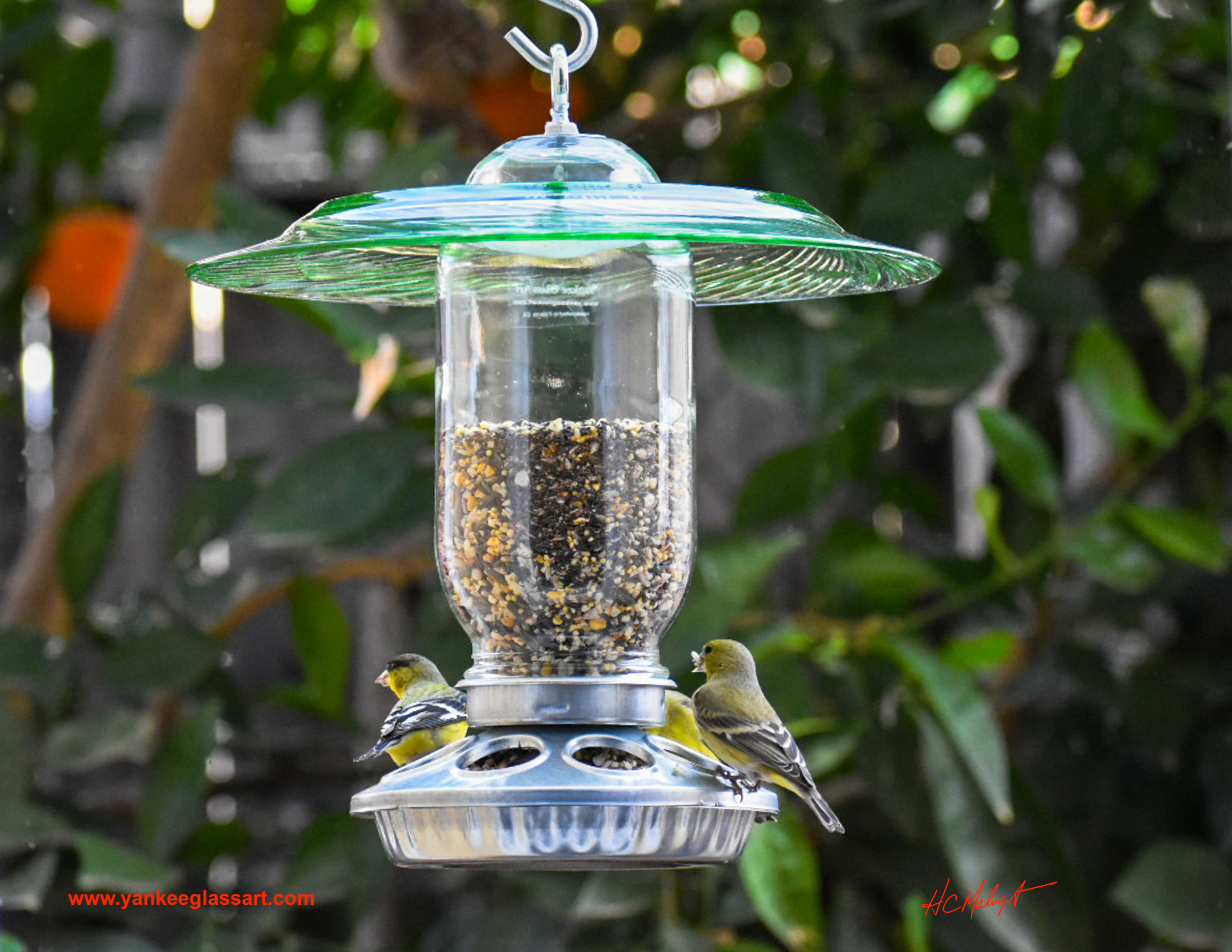 Bird Feeder Mason Jar Glass Jar & Easy to Hang Near Bird | Etsy