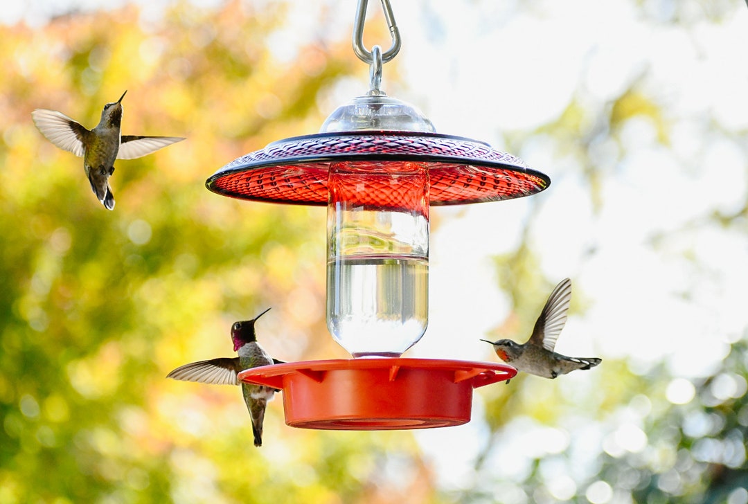 Red Hummingbird Bird Feeder Bee Proof With 8 Oz Clear Bottle - Etsy
