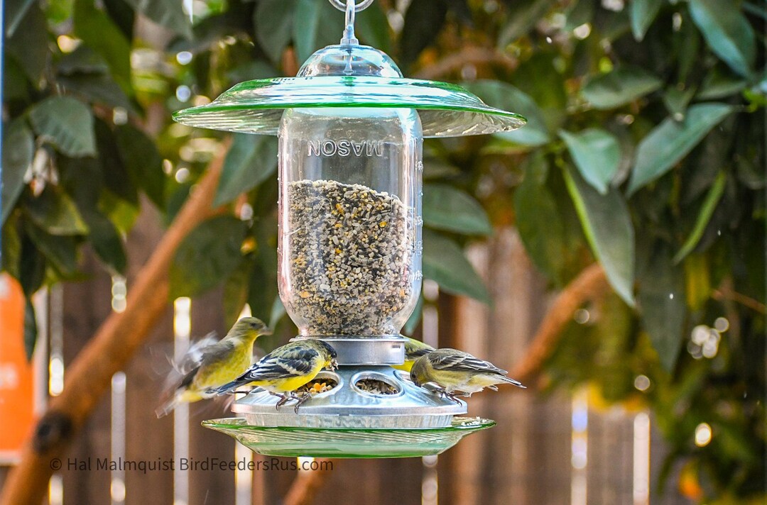 Pyrex Green Mason Jar Bird Feeder: Hanging Songbird Seed Feeder - Etsy