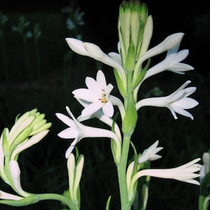 Tuberose Single Mexican Bulbs Set of 6 - FRAGRANT- Polianthus - Etsy