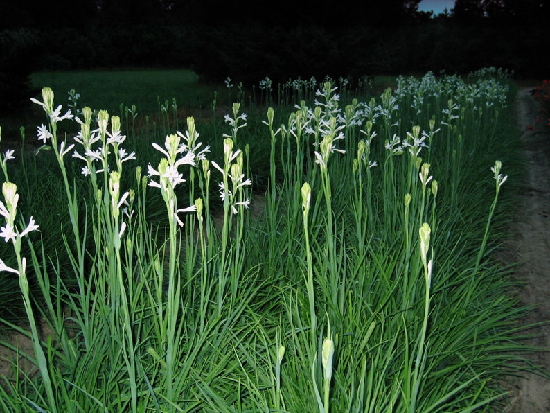 Tuberose Single Mexican Bulbs Set of 6 - FRAGRANT- Polianthus - Etsy