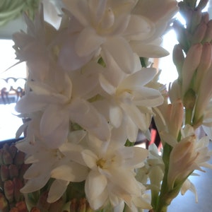 Tuberose Double Pearl Clumps Set of 2 FRAGRANT Polianthus - Etsy