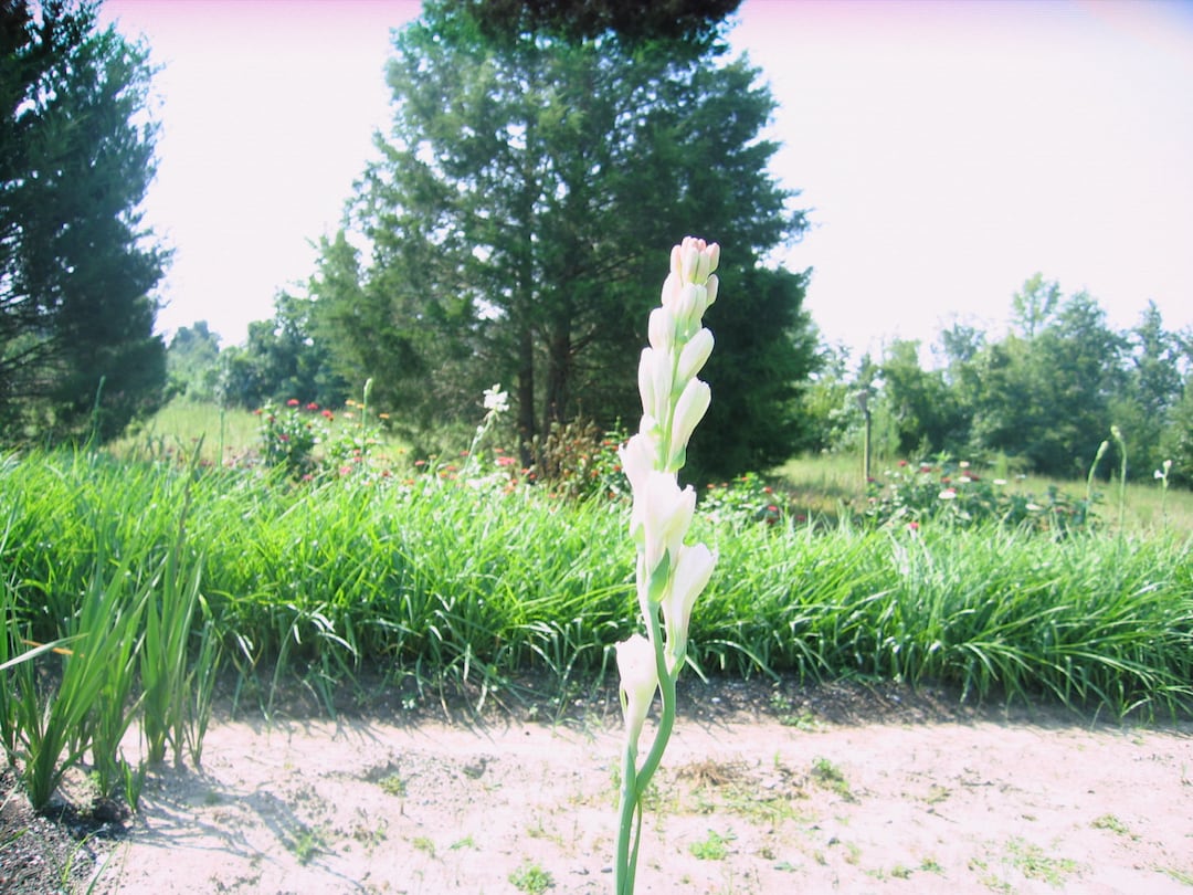 Tuberose Double Pearl Large Clumps - Set of 5 -FRAGRANT Polianthus - Etsy