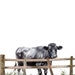Farmhouse Nursery Prints Set: Watercolor Barn, Cow, Tractor - Etsy