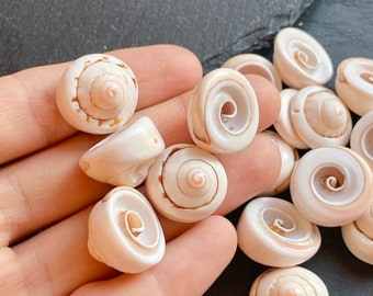 Spiral Cone Shell - Etsy